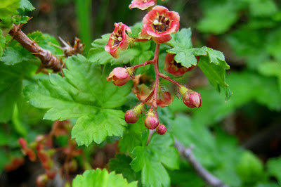 EcoRover: Climbing to Spring: Peak Bagging Mt Haggin
