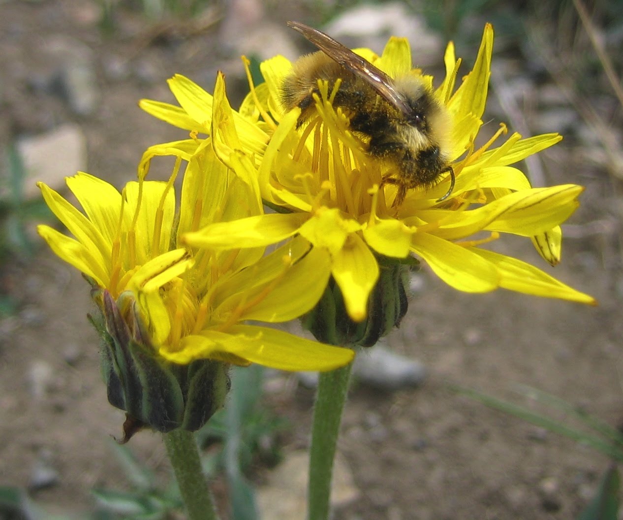 EcoRover: Alpine Ecology & Global Warming: Dr. Martha Apple's Research