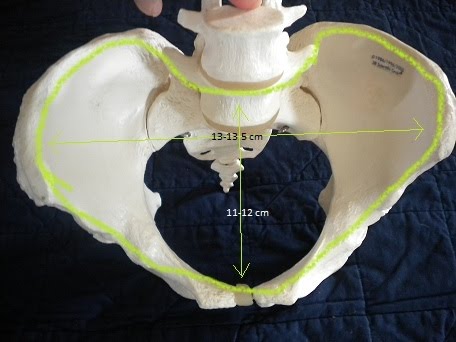 Natural Birth In Kitsap: Optimal Fetal Positioning - How Baby's ...