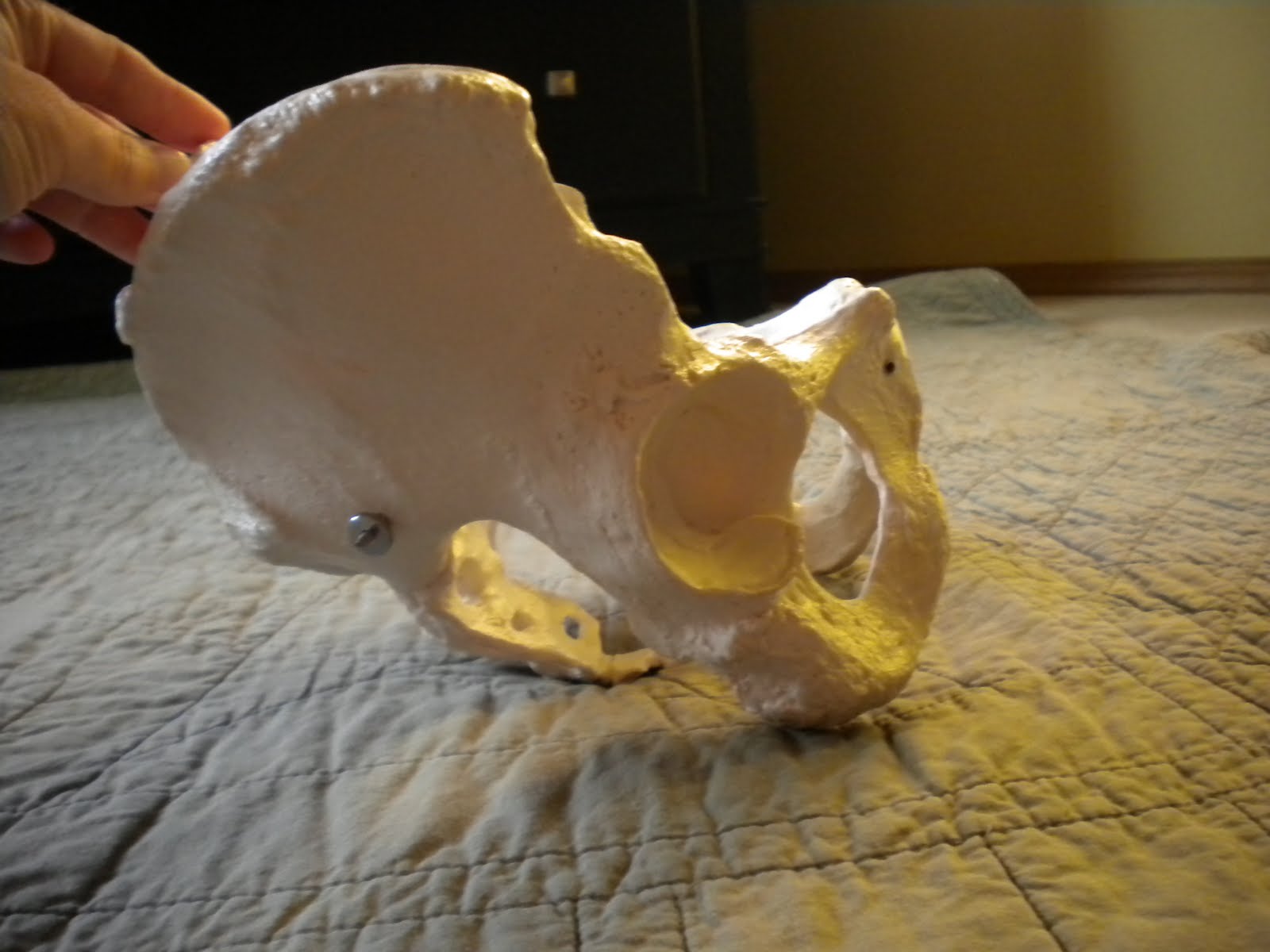 Natural Birth In Kitsap: Optimal Fetal Positioning - How Baby's ...