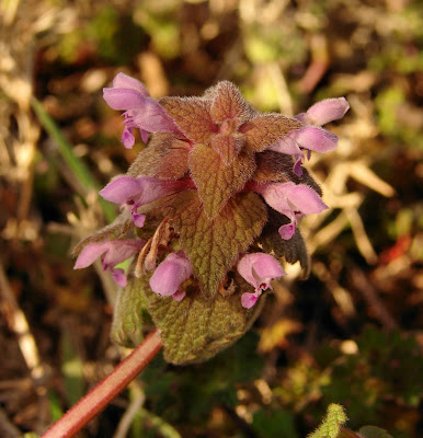 Oklahoma Wildflowers: Red Henbit
