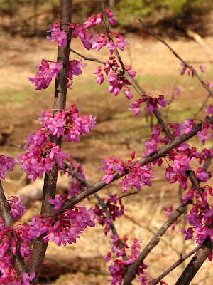 Oklahoma Wildflowers: Red Bud