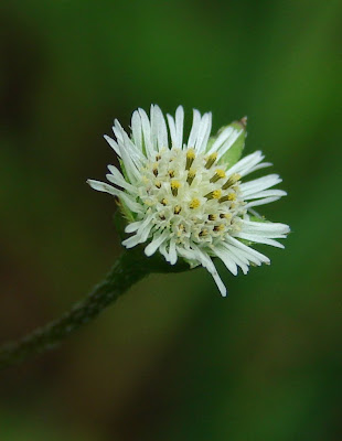 Oklahoma Wildflowers