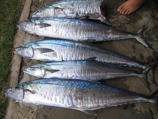 Fish Zone: Big coutas all round