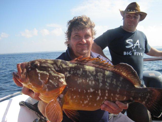 Archie (Magangane): Yellow Belly Rockcod - Epinephelus Marginatus