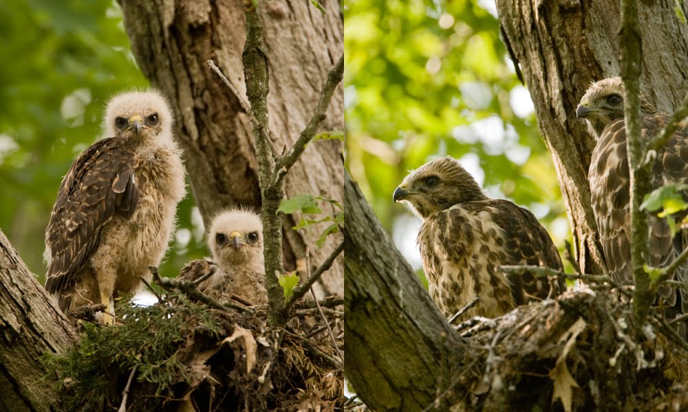 missouri nature photography: Baby Hawks Update