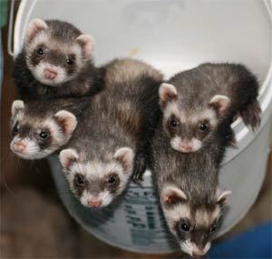 Dihorul: 10 Puiuti rasa dihor nobil sunt gata pentru un nou camin ...