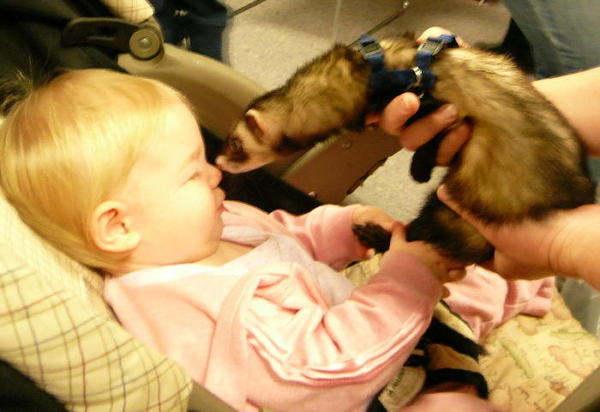 Dihorul: Ingrijirea unui dihor