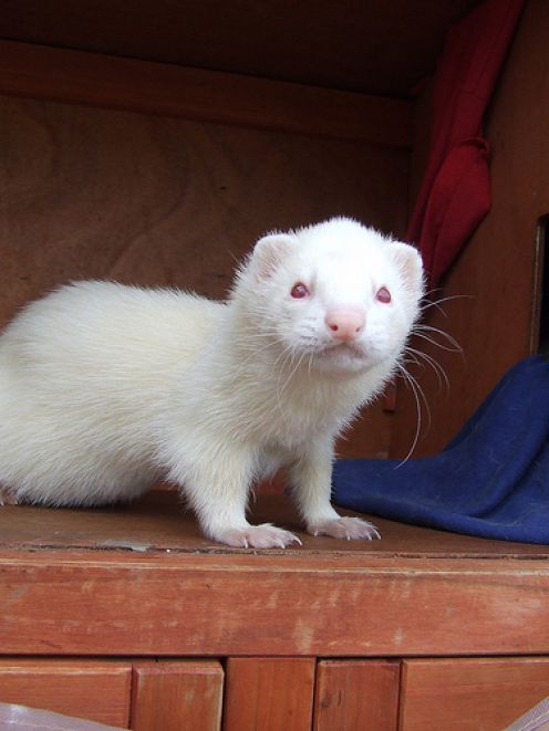 Dihorul: Poze amuzante cu Dihori