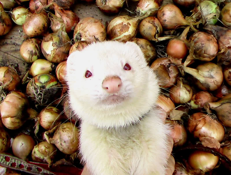 Dihorul: Poze amuzante cu Dihori