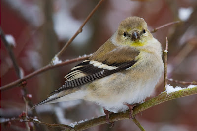Time Outdoors: Birding - Backyard Birds, Cold Weather
