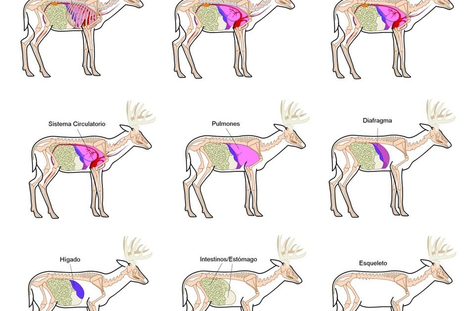 Cazadores Apasionados: ANATOMIA DE LOS CERVIDOS