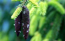 Landscape Plant Materials: Jurassic Conifer