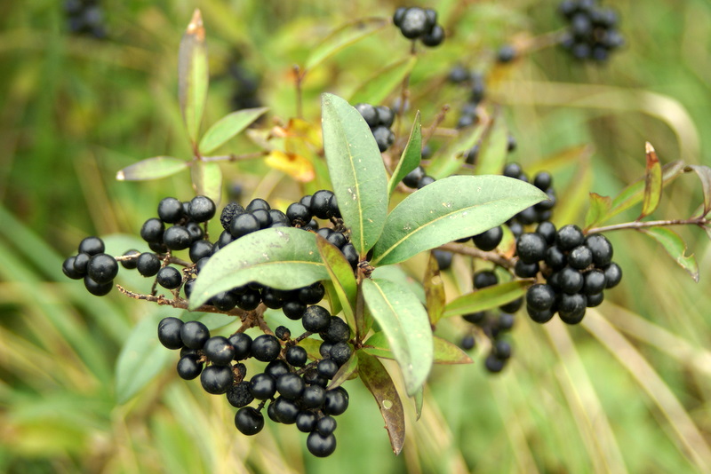 Bomen en Struiken: Wilde Liguster