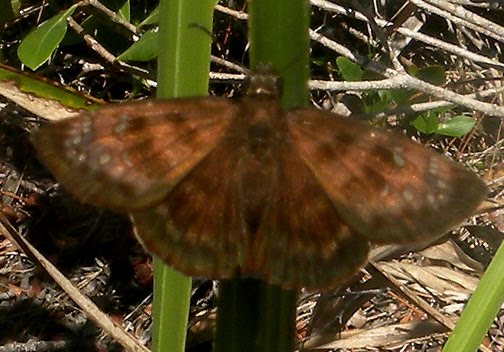 Gossamer Tapestry: IBCM Part 3