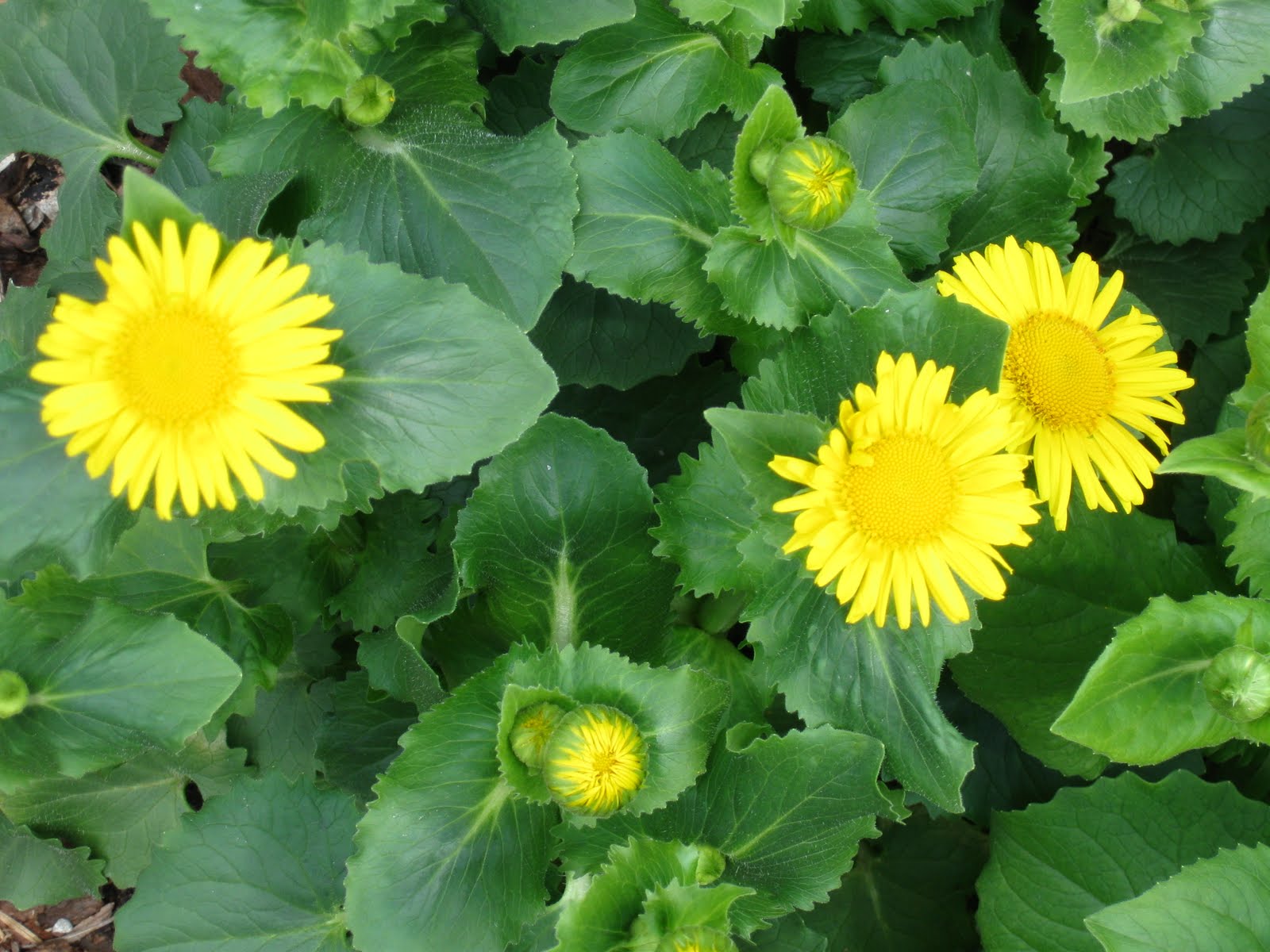 Garden at 21 Washington: Leopard' Bane