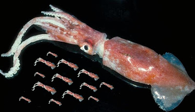 Rosa Xókk: Filhas da pota