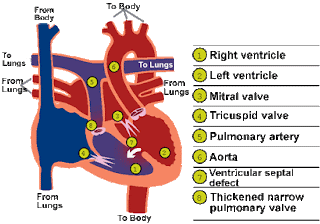 Big Gun & Lil Gun: What is C-CTGA?