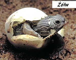 Zwierzęta: Żółwie