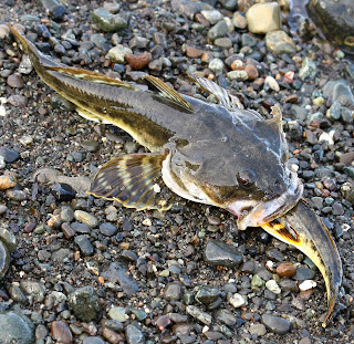 Island Wild