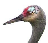 Alaska Sandhill Crane Blog: Crane brains and behavior 2 - The wiring plan