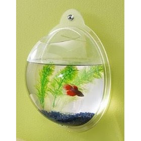 Aquarium Fish Tanks: Wall Mount Fish Bowl Aquarium Tank Beta Goldfish