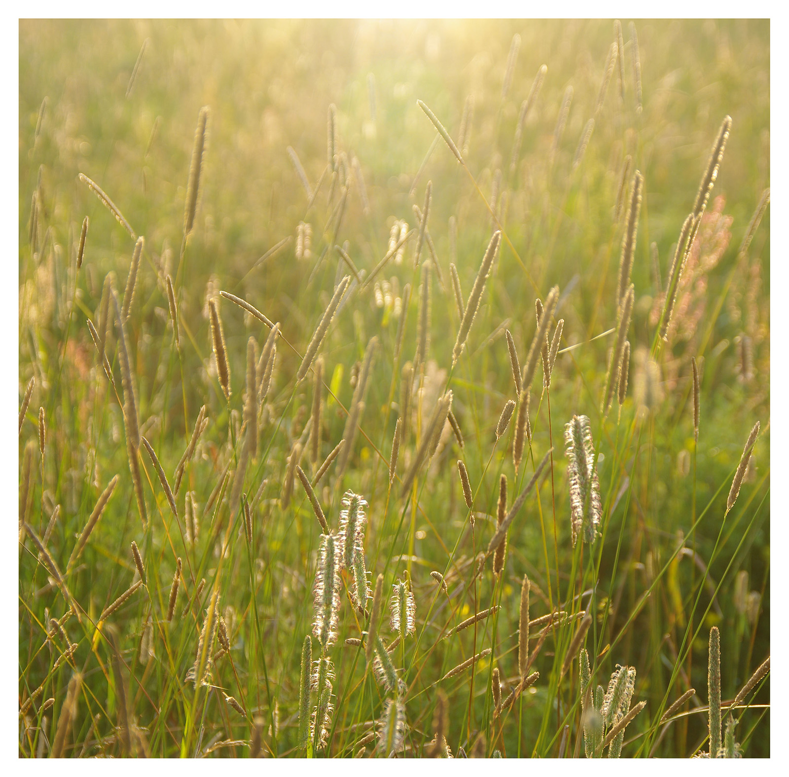 Sauliusfoto: Pagauti saulę