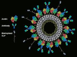Sepintas pengantar Biokimia dan Struktur Sel