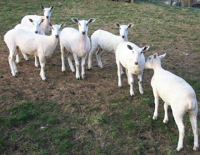 myperspective: The Wolf and the Seven Lambs