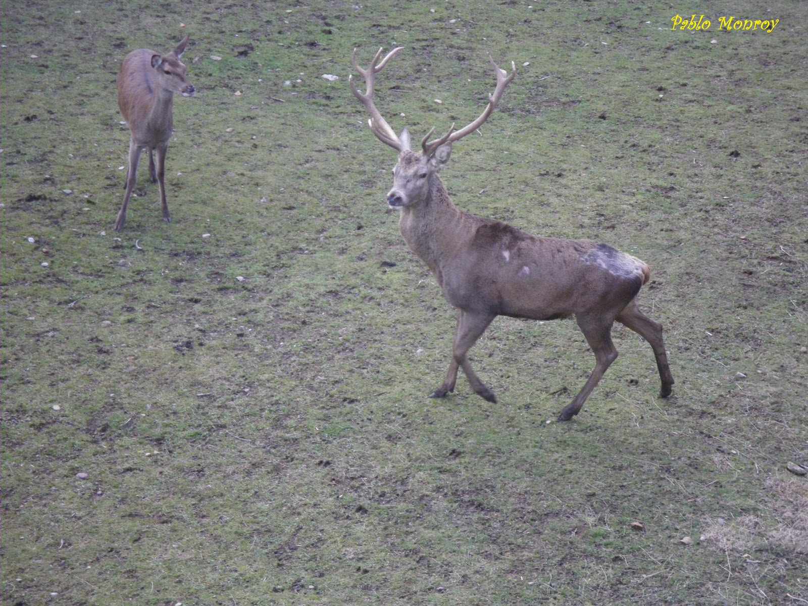 Fauna Ibérica: Mamíferos
