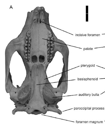 paleomammiferi: Evoluzione del Koala e dell´Eucalipto
