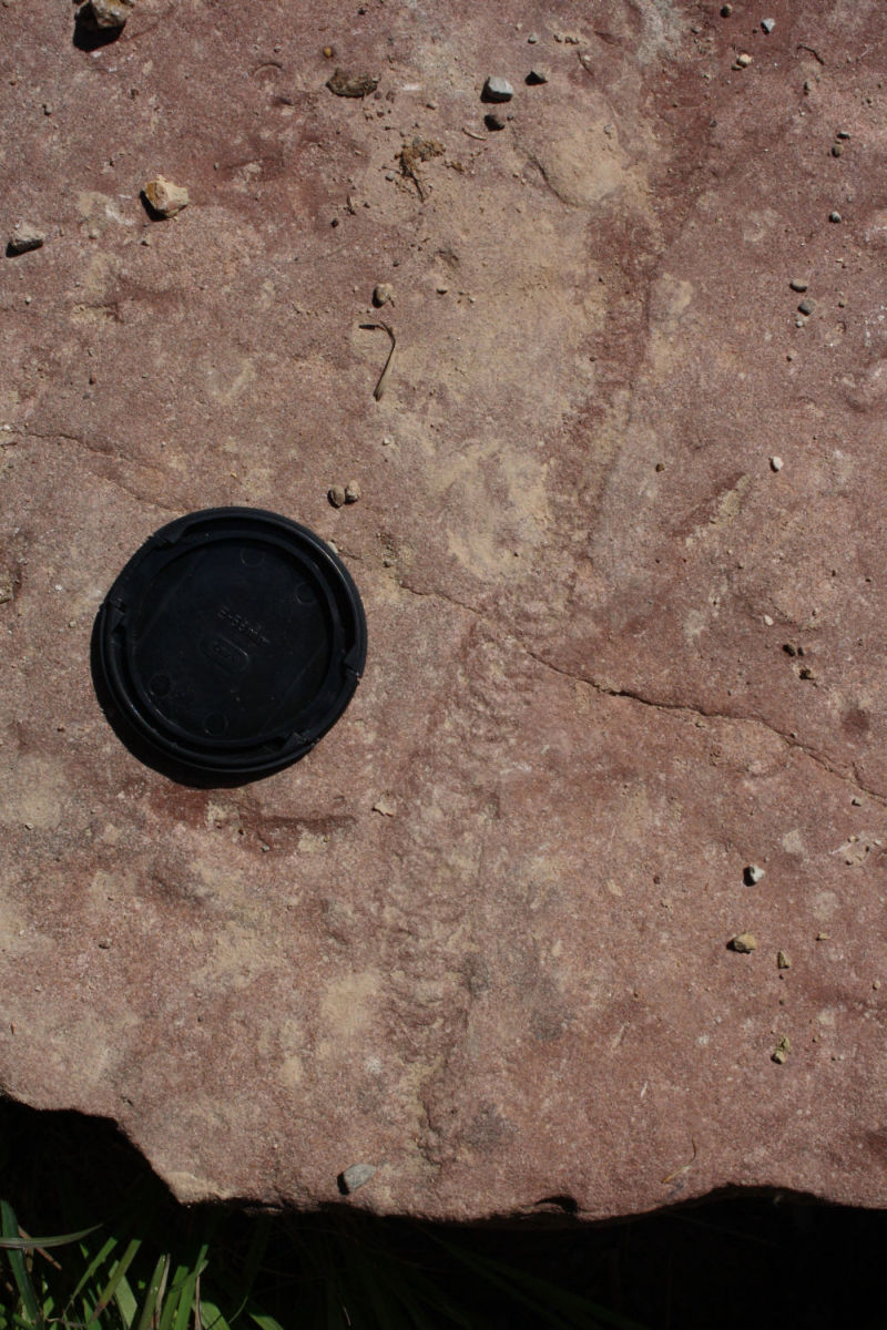 History of Geology: Following the tracks of Ichnology