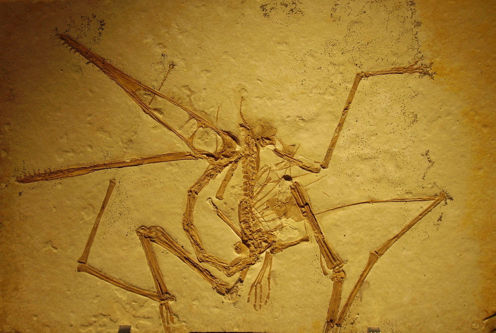 History of Geology: When pterosaurs were still mammals: evolving views ...