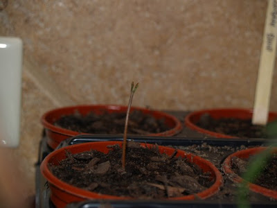 Almost Tropical in Texas: Longan seedlings update