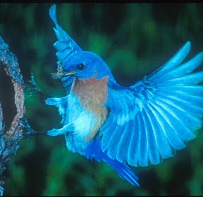 Keeping Secrets: The Bluest Bird