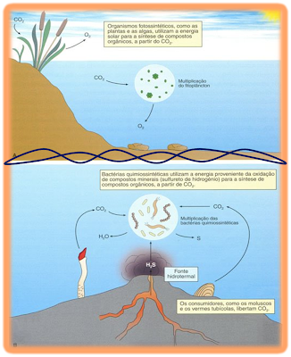 Com os pés na TERRA .: Fotossíntese / Quimiossíntese.