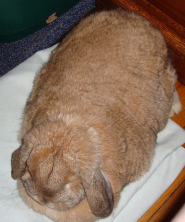 The Zen of Bun: For Malcolm: The Joy of Loaf