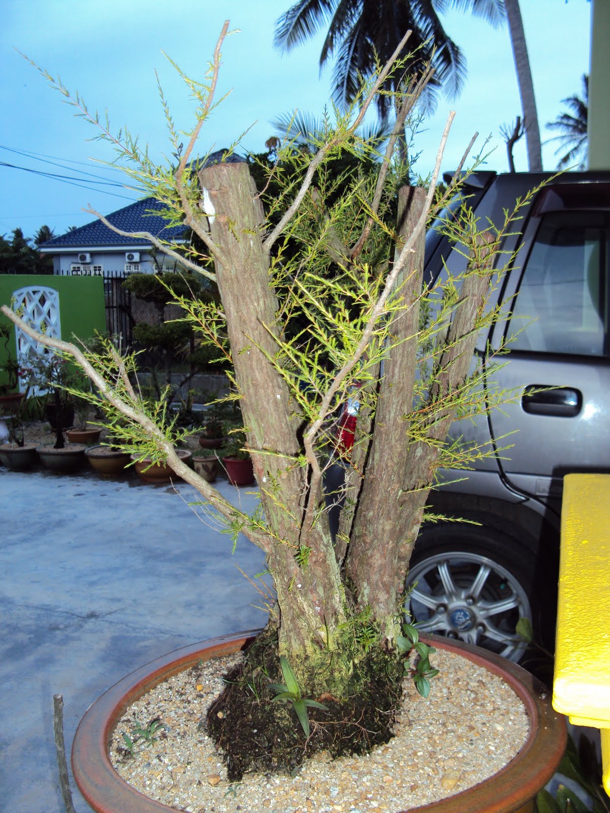 OH BONSAI !!!!!: Bonsai Cucur Atap