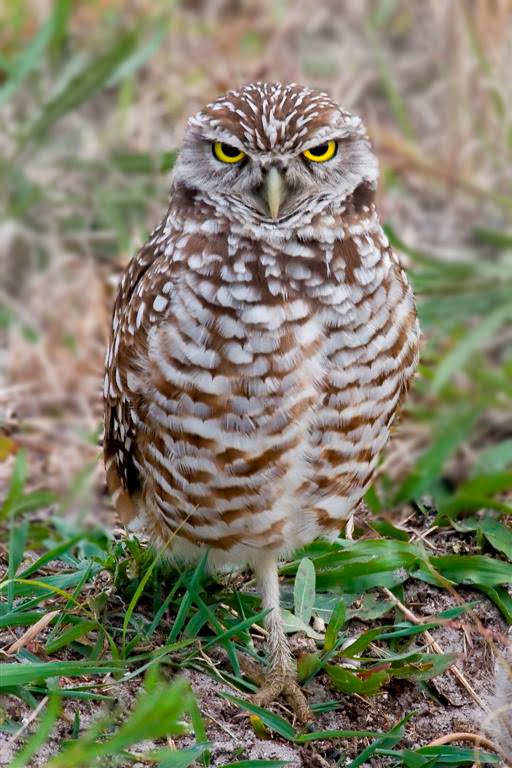 Burrowing Owls of Cape Coral | Southwest Florida Birds and Wildlife ...