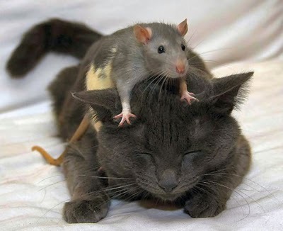 tom and jerry in real life - Funny Facebook via