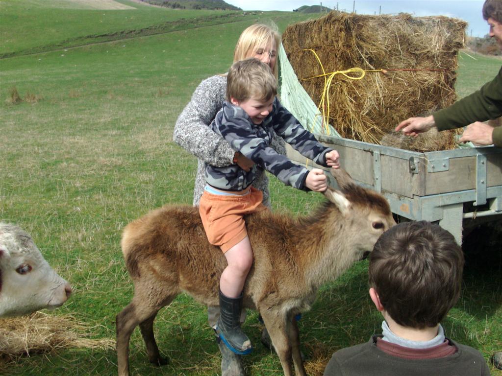 Made with my two hands: How to ride a deer