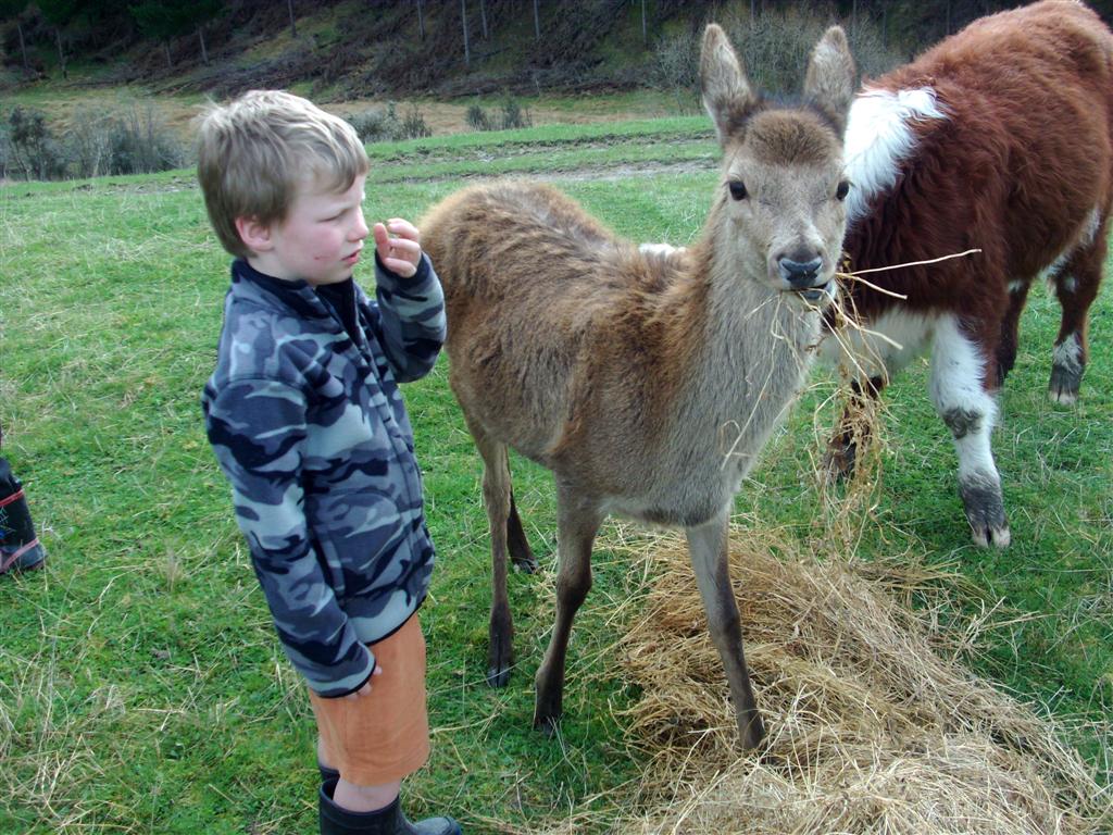 Made with my two hands: How to ride a deer