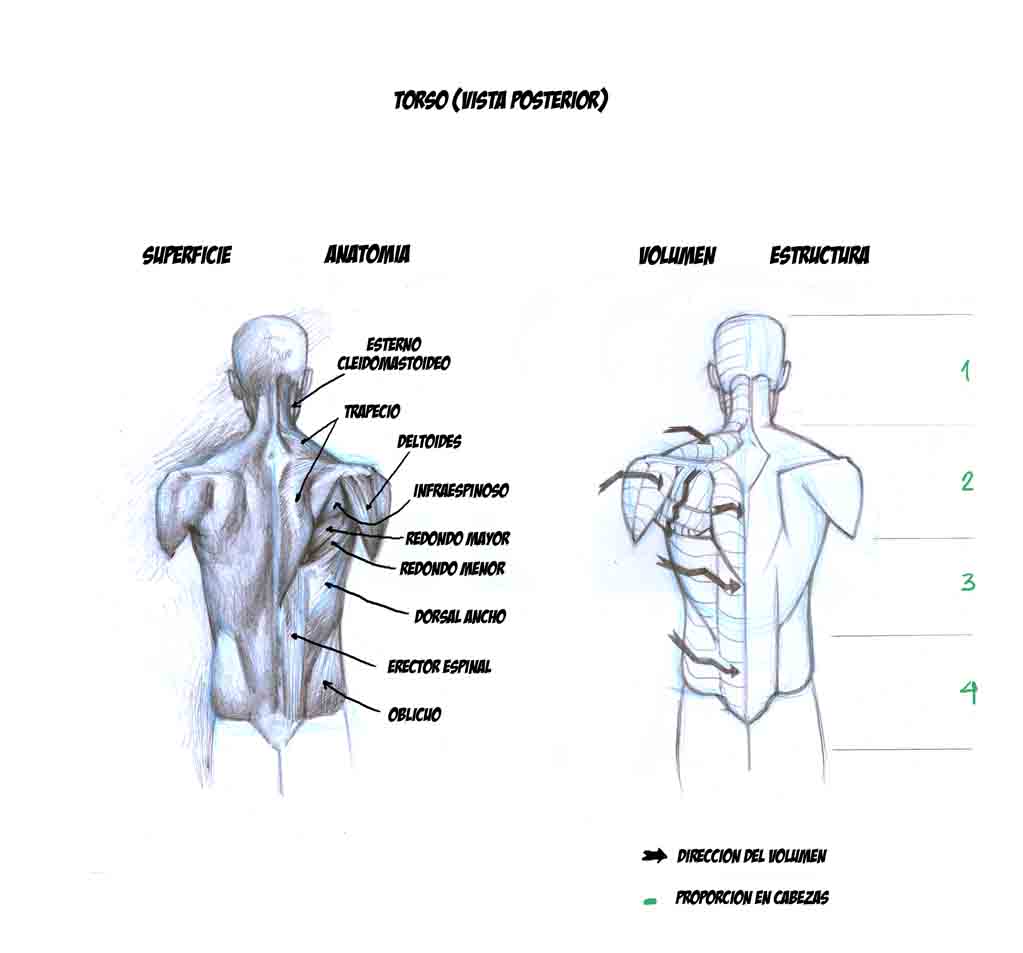 ejercicios: Anatomía (torso)