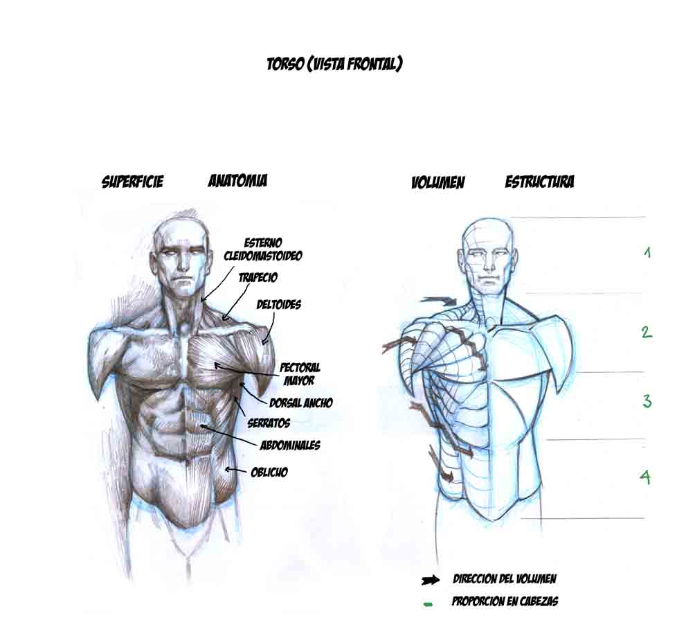 ejercicios: Anatomía (torso)