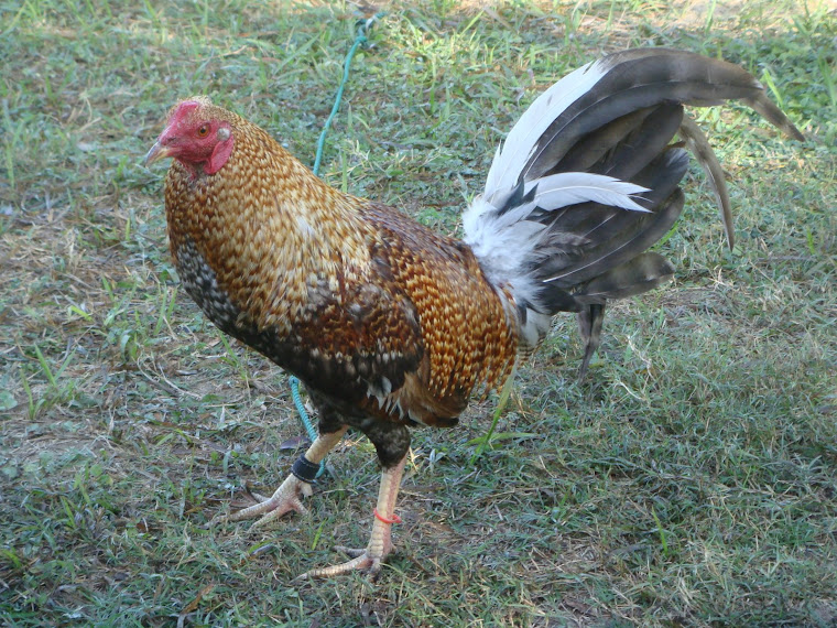 SUPER CARL: SUPER BULIK FROM SIR GEN-GEN ARAYATA.