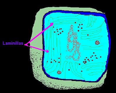 BIOLOGÍA nivel enseñanza media : Laminillas
