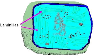 BIOLOGÍA nivel enseñanza media : DOMINIO EUBACTERIA