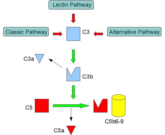 Medic Guide Complement Activation