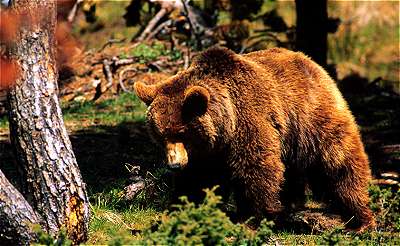 Llops: Coiot i ós bru