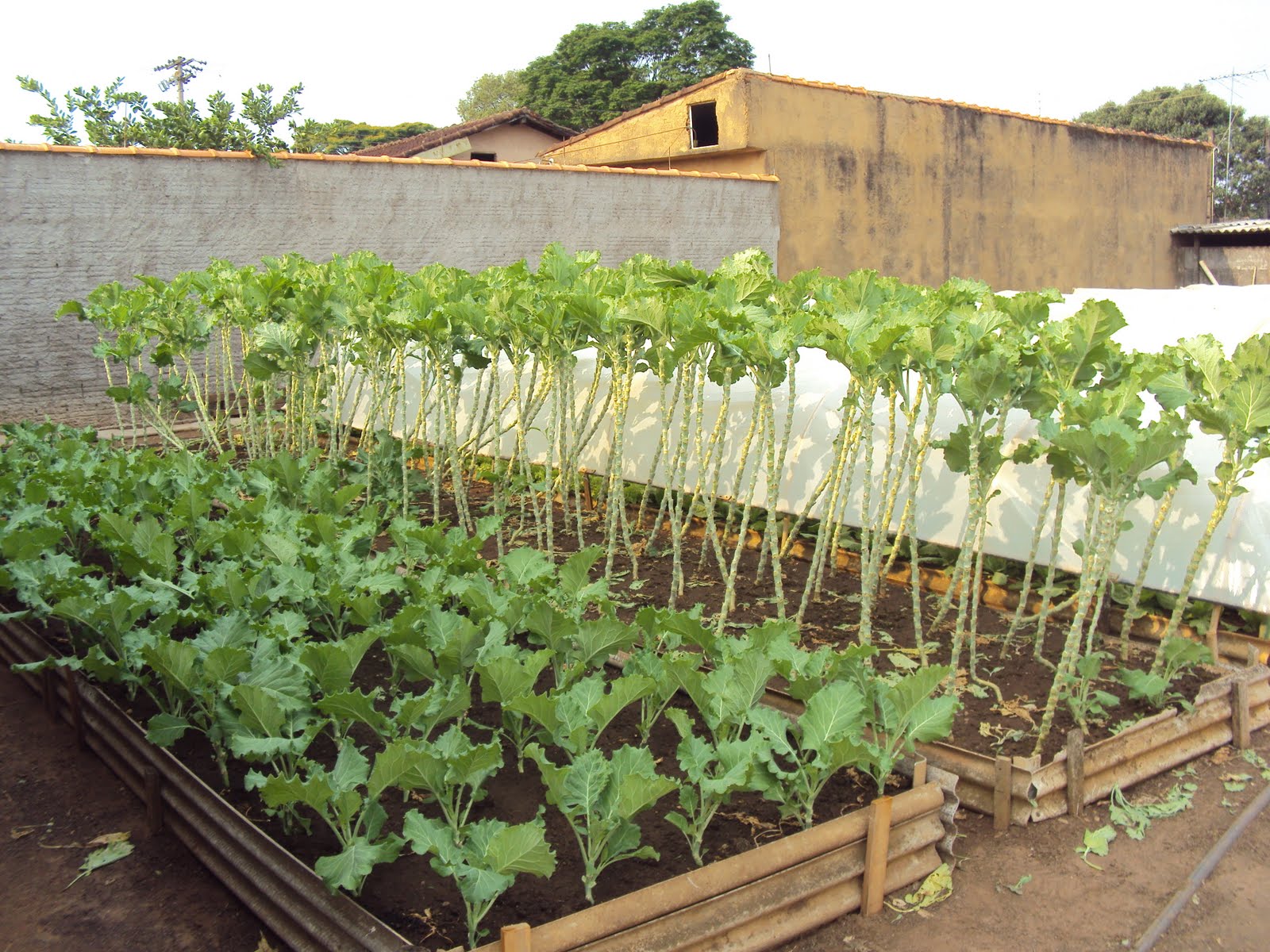 Miramontes Online: Hortaliças vendidas no Miramontes fazem sucesso na ...